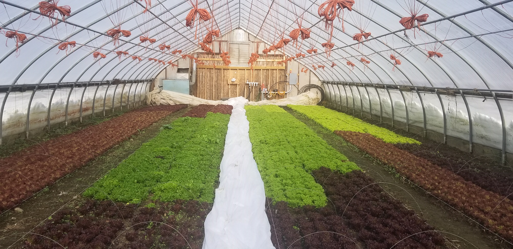 In Season: Five Things to Know About Local Greens - Northshore Magazine