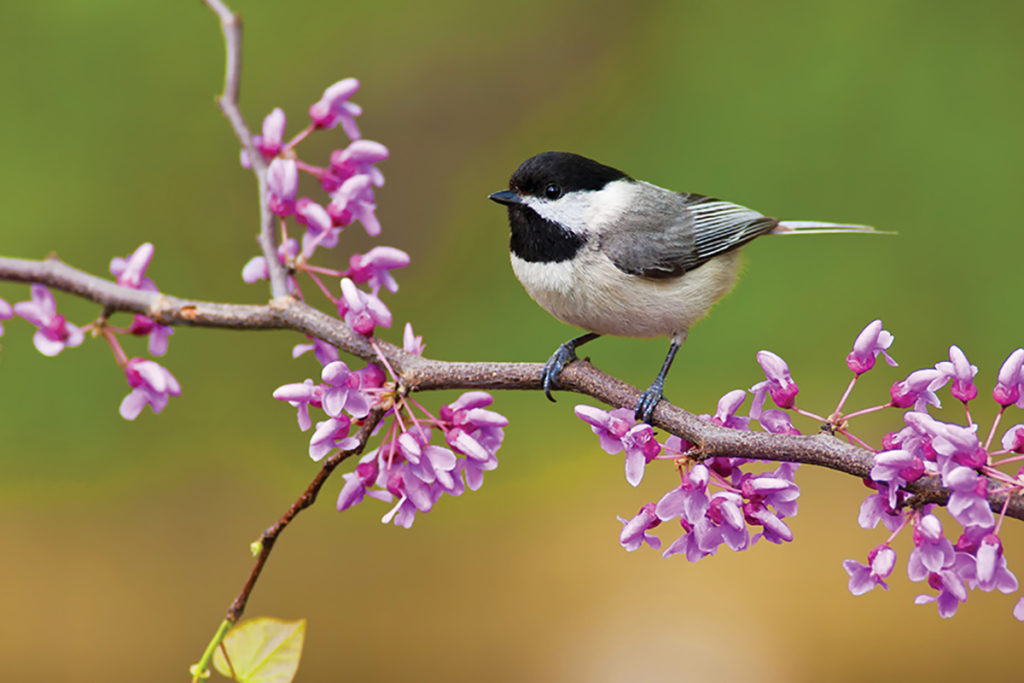 A Guide to Backyard Birding North of Boston - Northshore Magazine