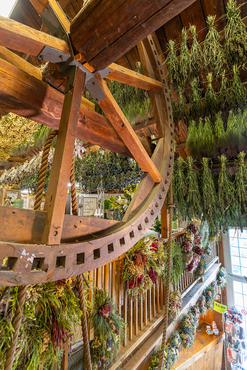 Tendercrop Farm Dries Summer Blooms for Beauty All Year Round ...