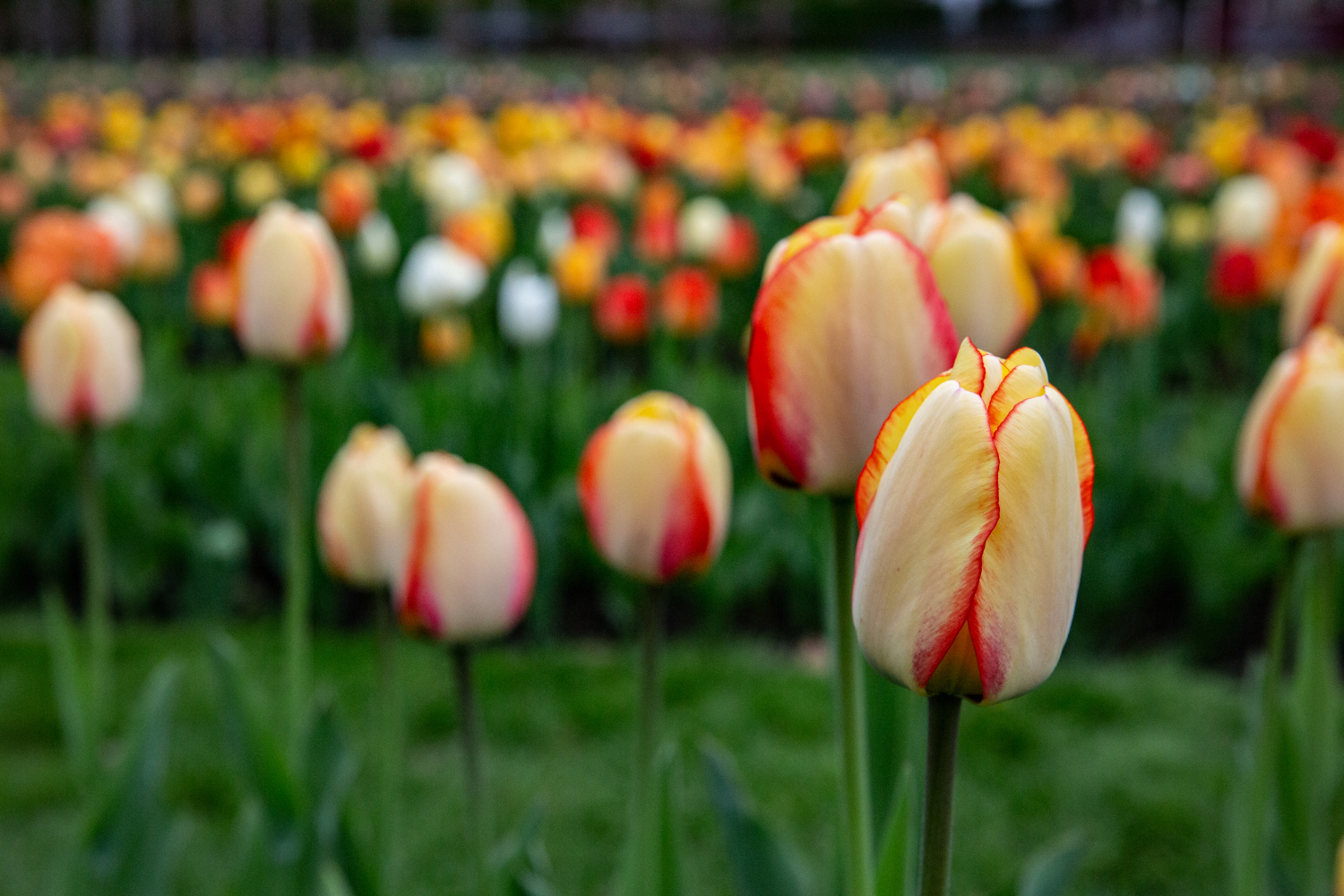 12 Things to Do on the North Shore in April - Northshore Magazine