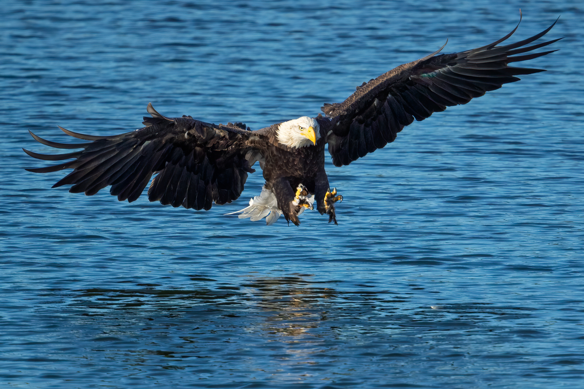 Celebrate the Bald Eagle at the 2024 Mass Audubon Merrimack River Eagle ...