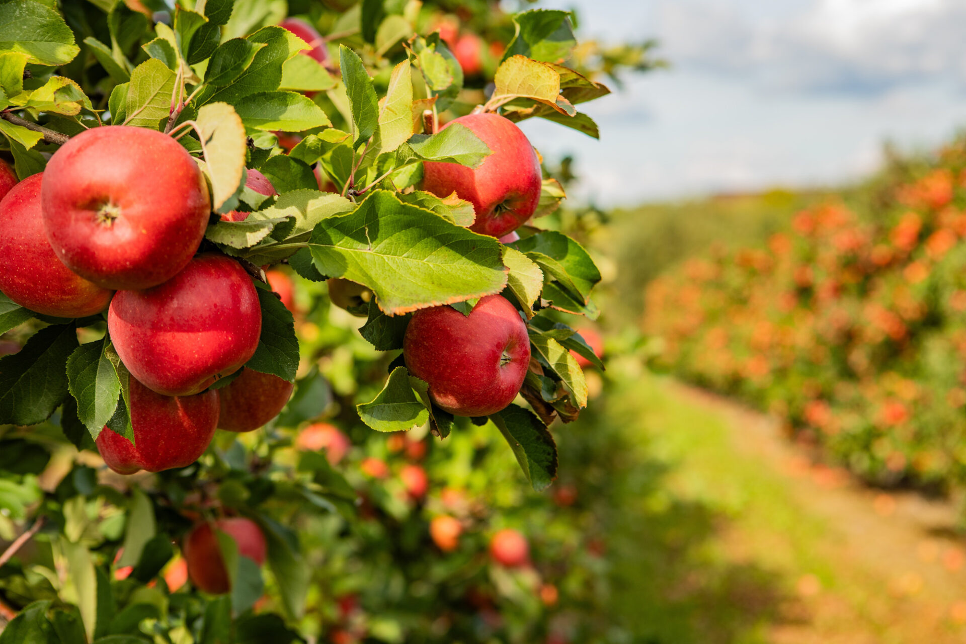 4 North Shore Farms Where You Can Get Your Fall Fruit Fix - Northshore ...