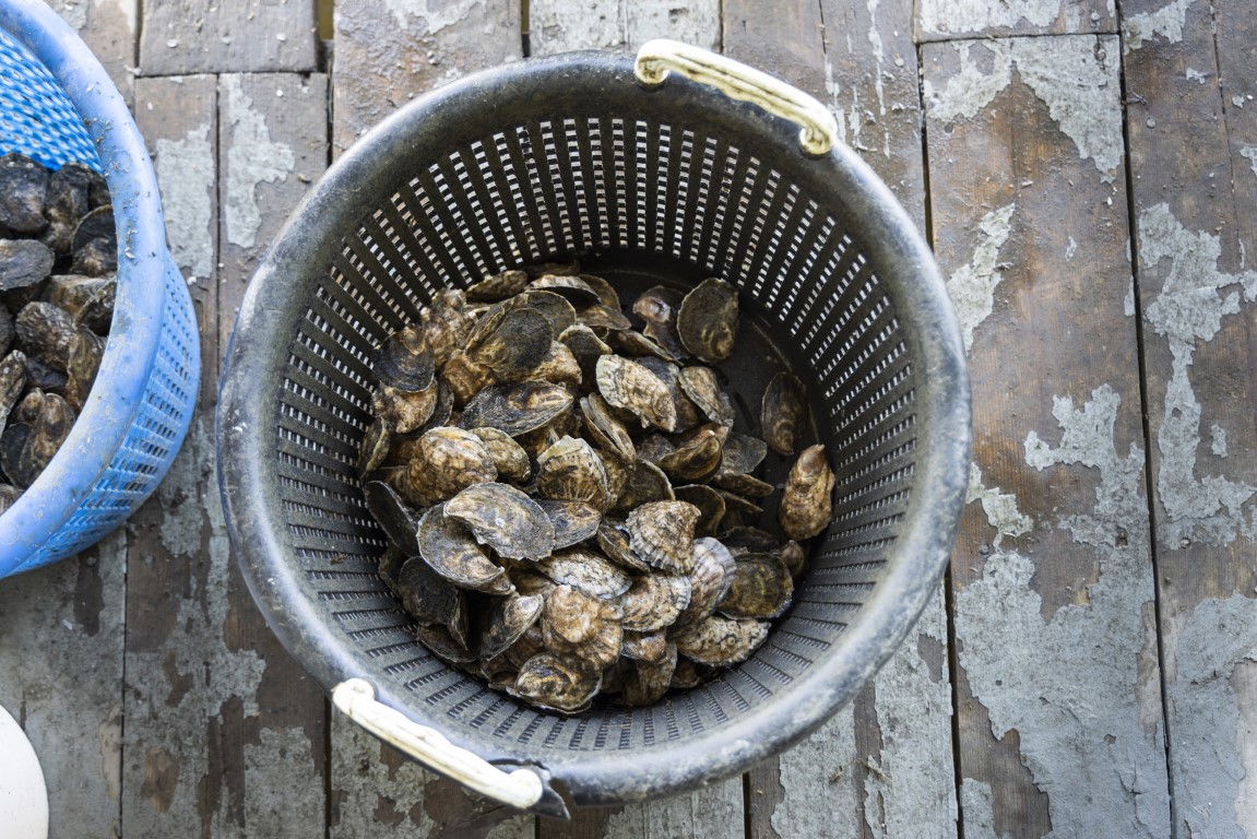 Rowley Shellfish Company Launches Oyster Farming on the North Shore ...