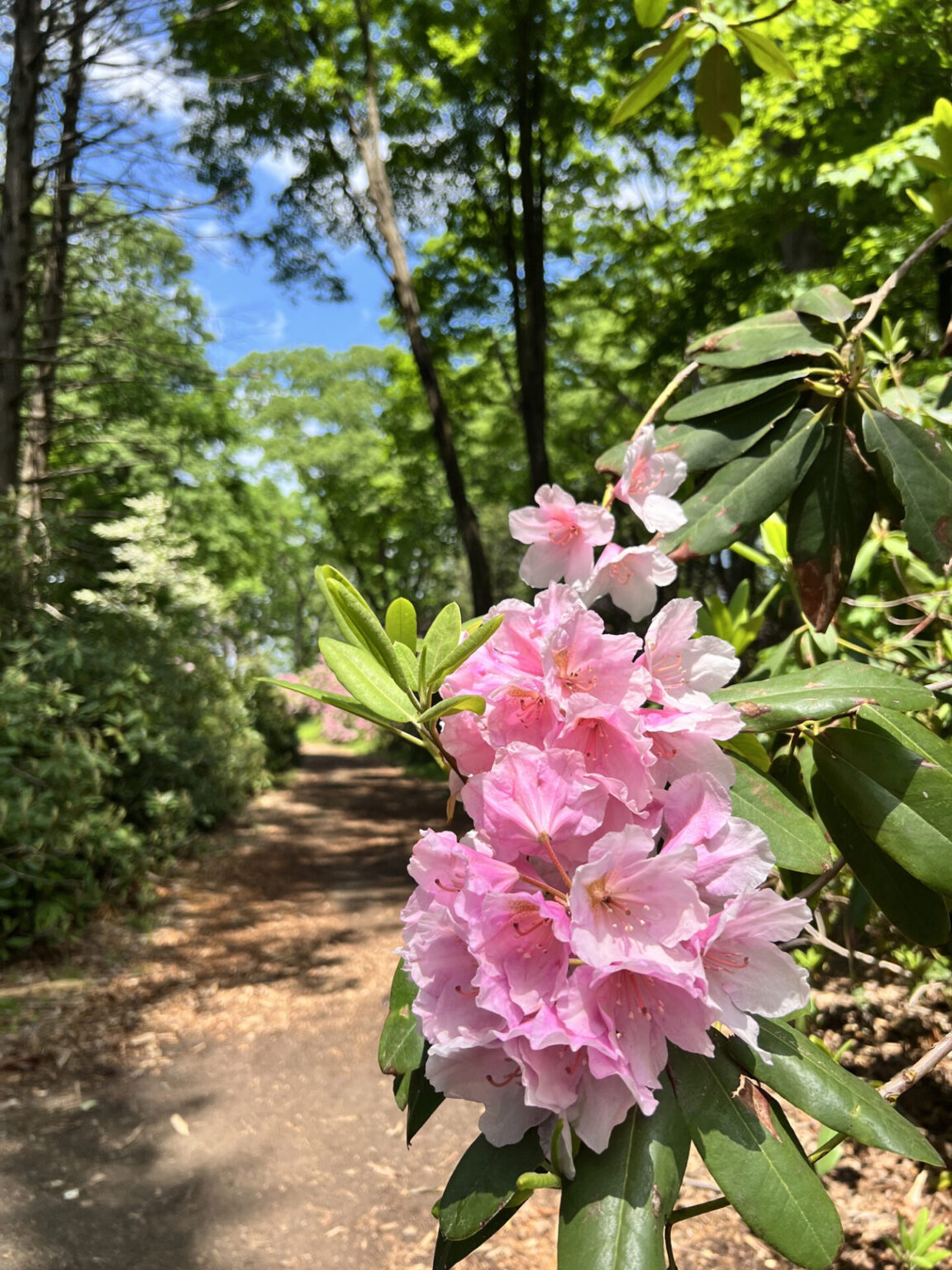 Hiking & Biking North of Boston: Explore Thousands of Acres of Wooded ...